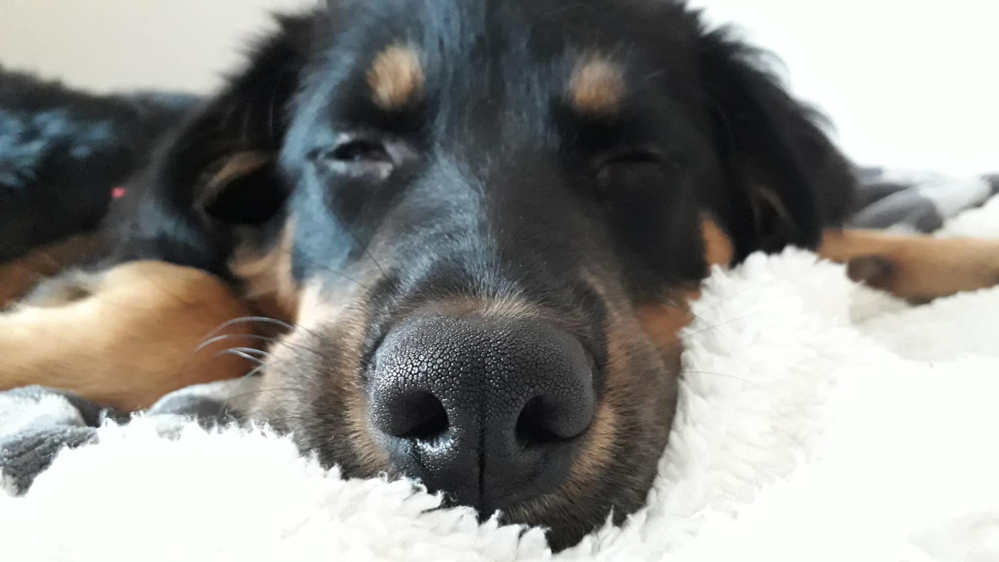 Mag ik jullie voorstellen aan Sennah - The Dog Pen