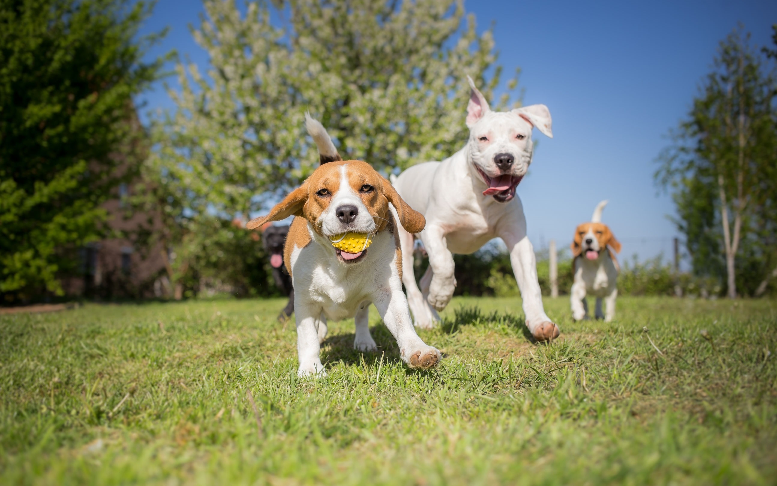 Hondenspeeltuinen in Nederland - The Dog Pen