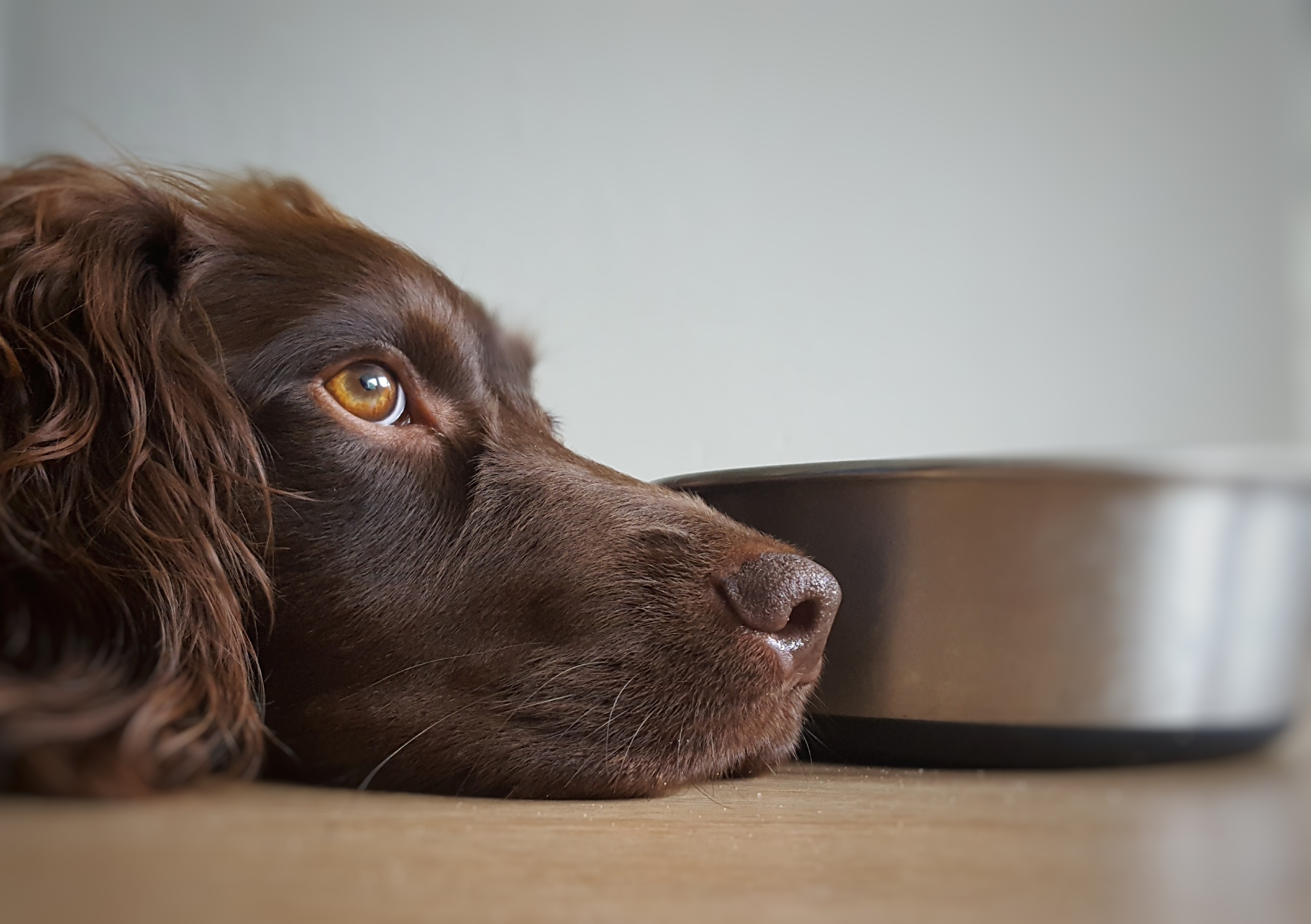 Hondenvoeding tips! - The Dog Pen