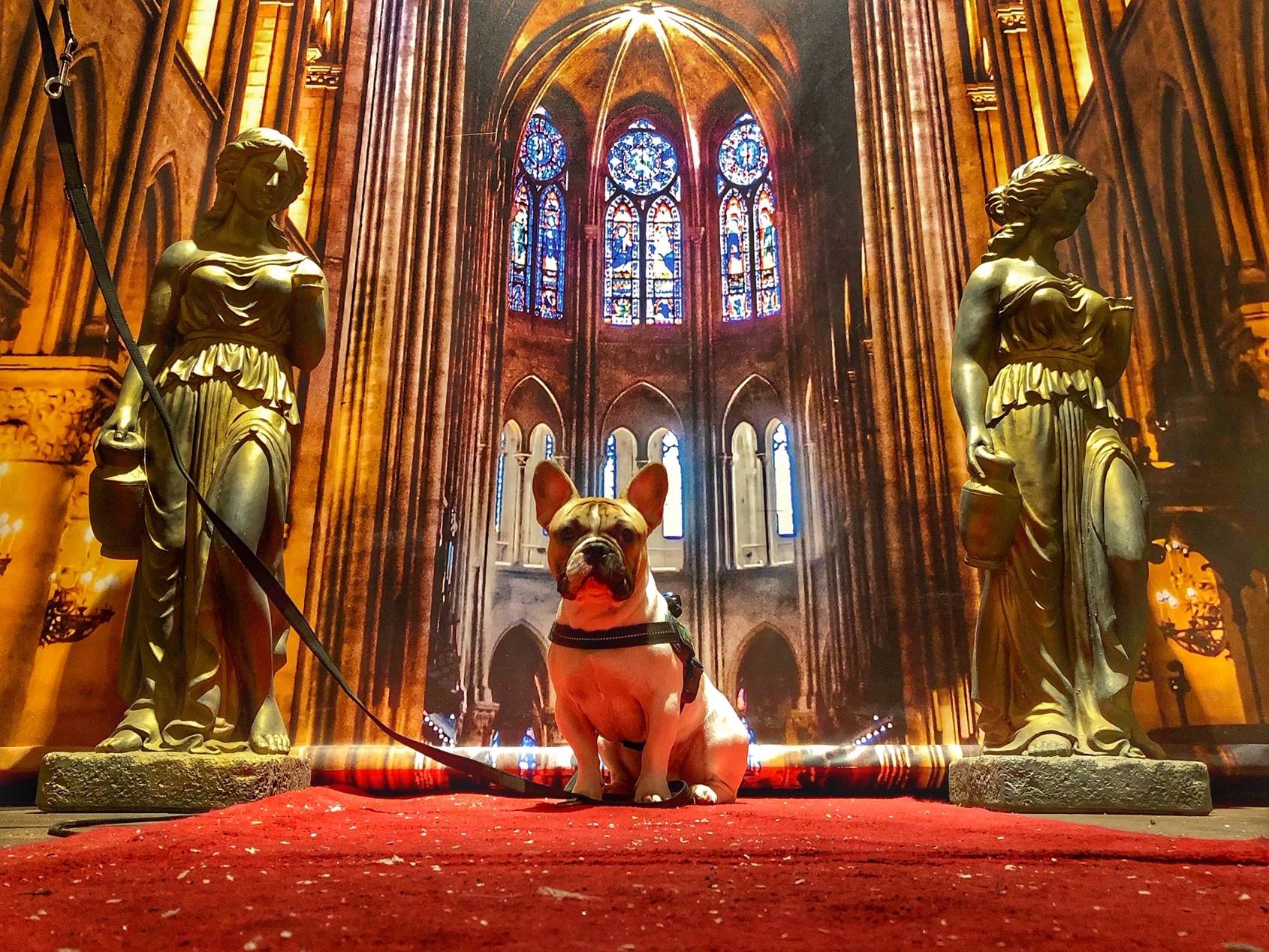 Quality Time met Chester - The Dog Pen