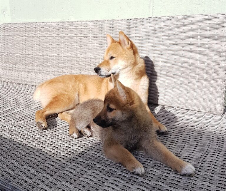 Ontmoet Suki! - The Dog Pen - Shiba Inu Aiki