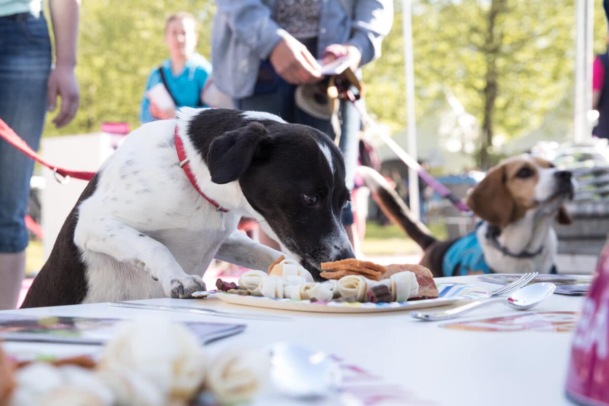 Animal Event: hét festival voor dierenfans - The Dog Pen