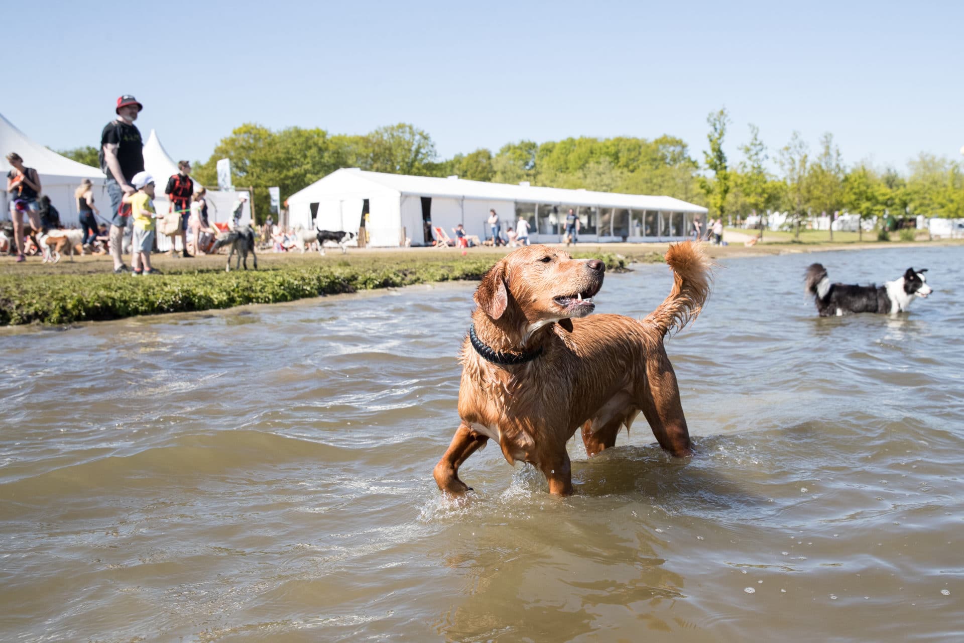 Met je hond naar Animal Event - The Dog Pen - Hondenblog