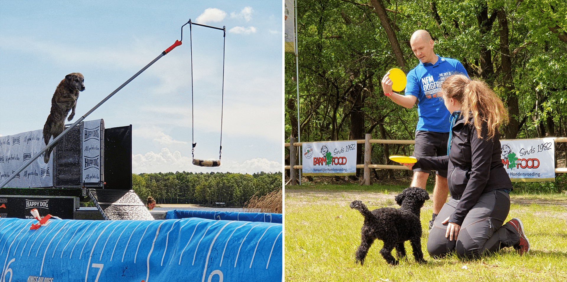 Animal Event 2019 - The Dog Pen - Wiske Working Cocker