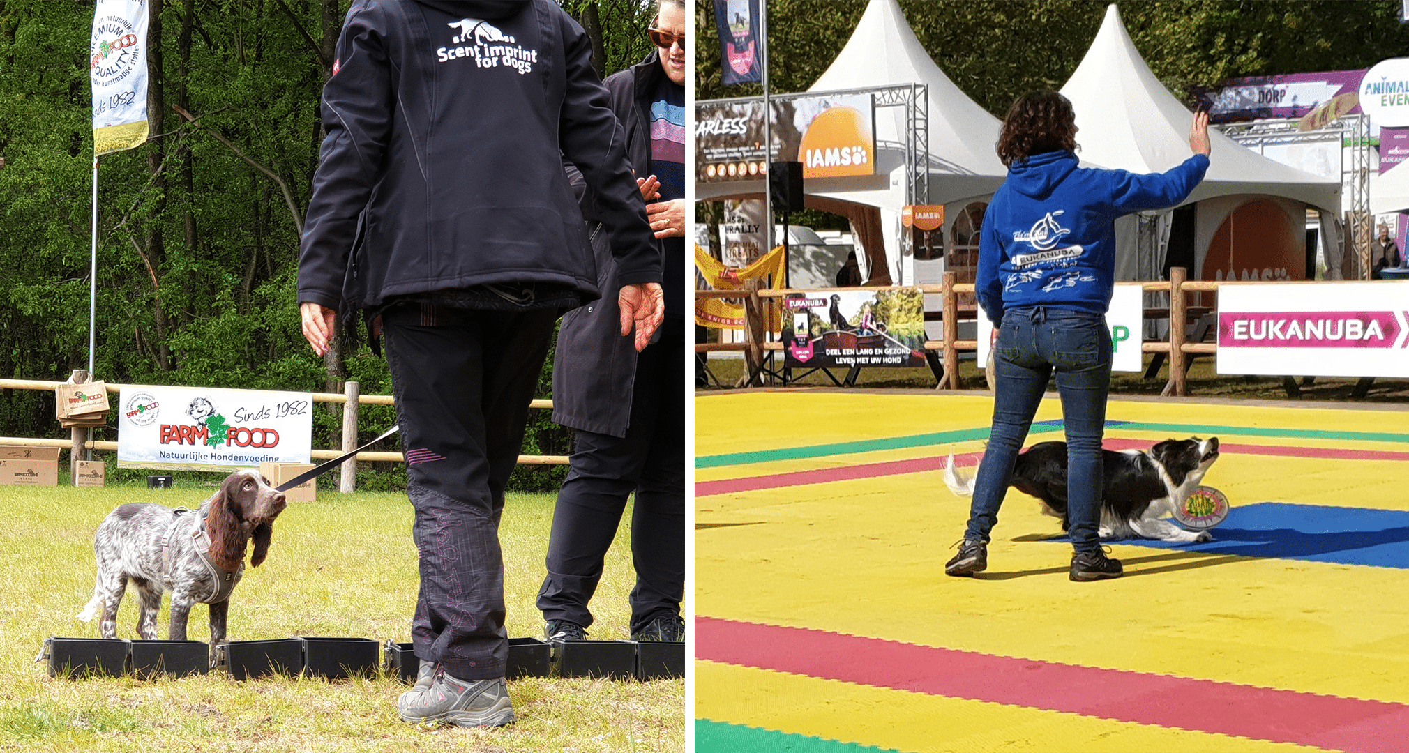 Animal Event 2019 - The Dog Pen - Wiske Working Cocker