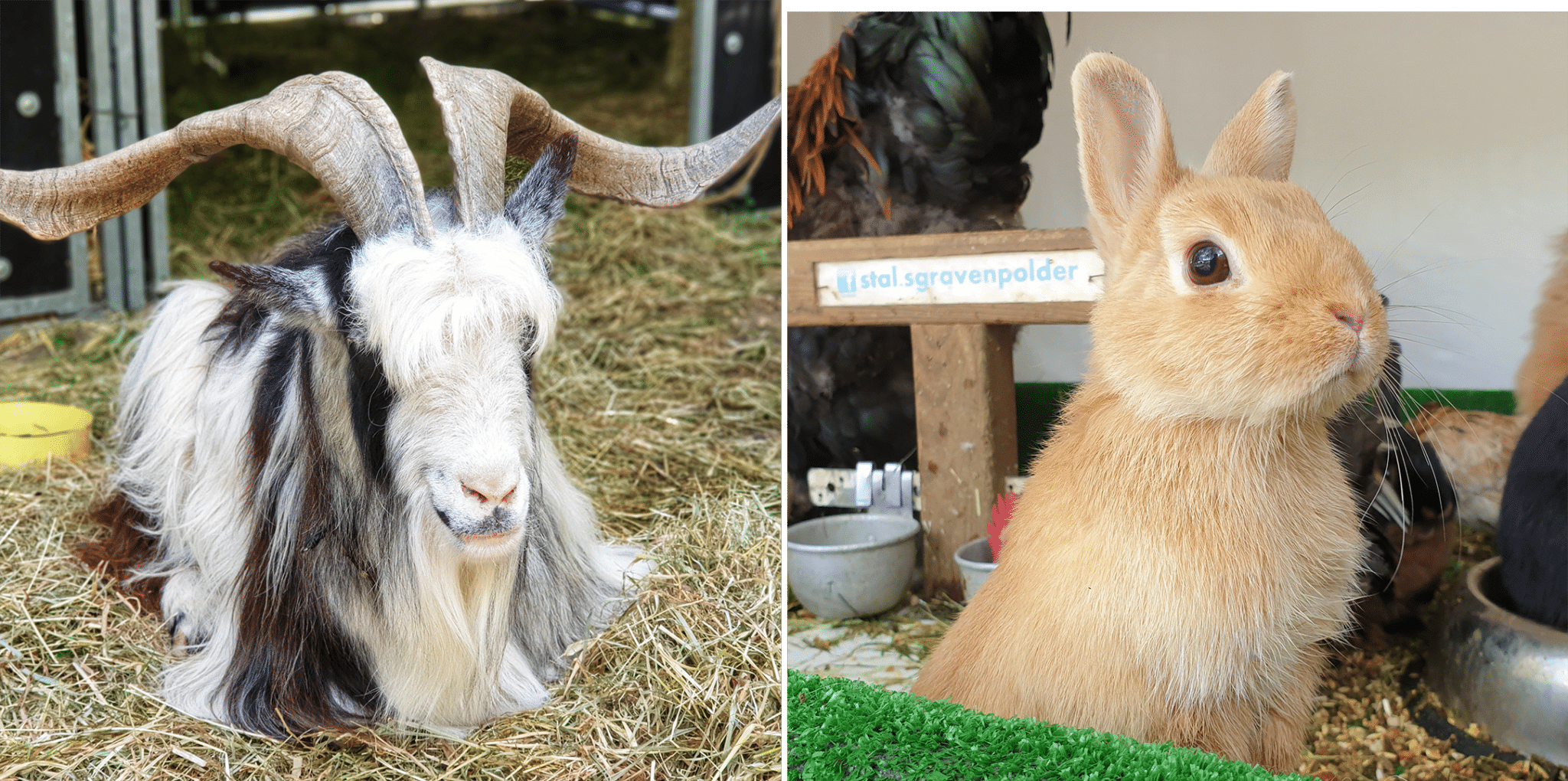 Animal Event 2019 - The Dog Pen - Wiske Working Cocker