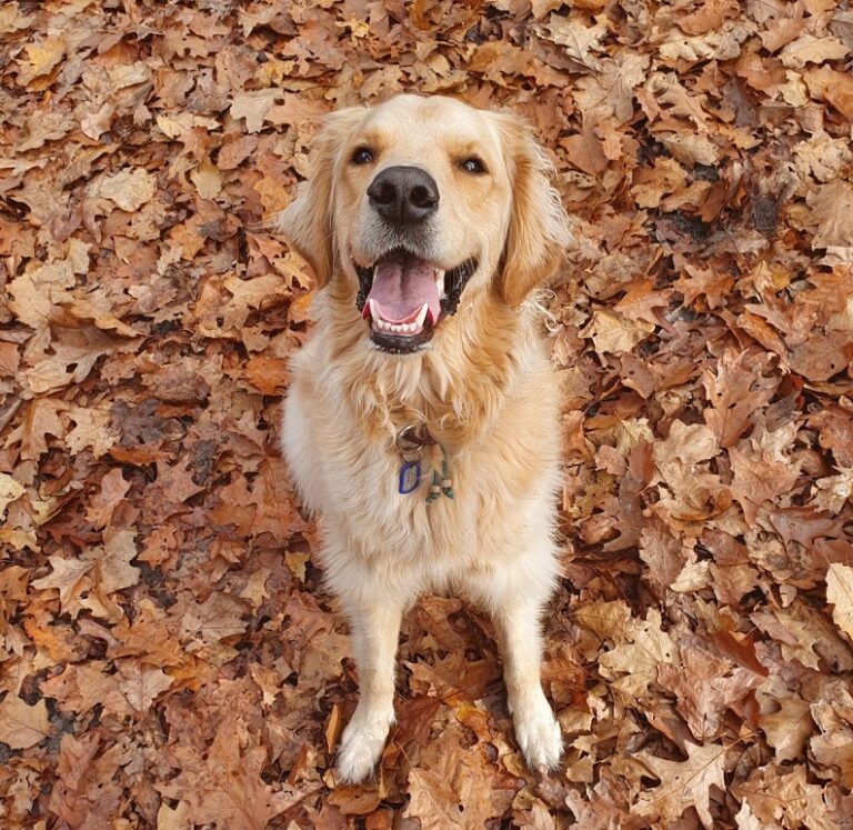 Herfst en blije honden! - The Dog Pen - Hondenblog