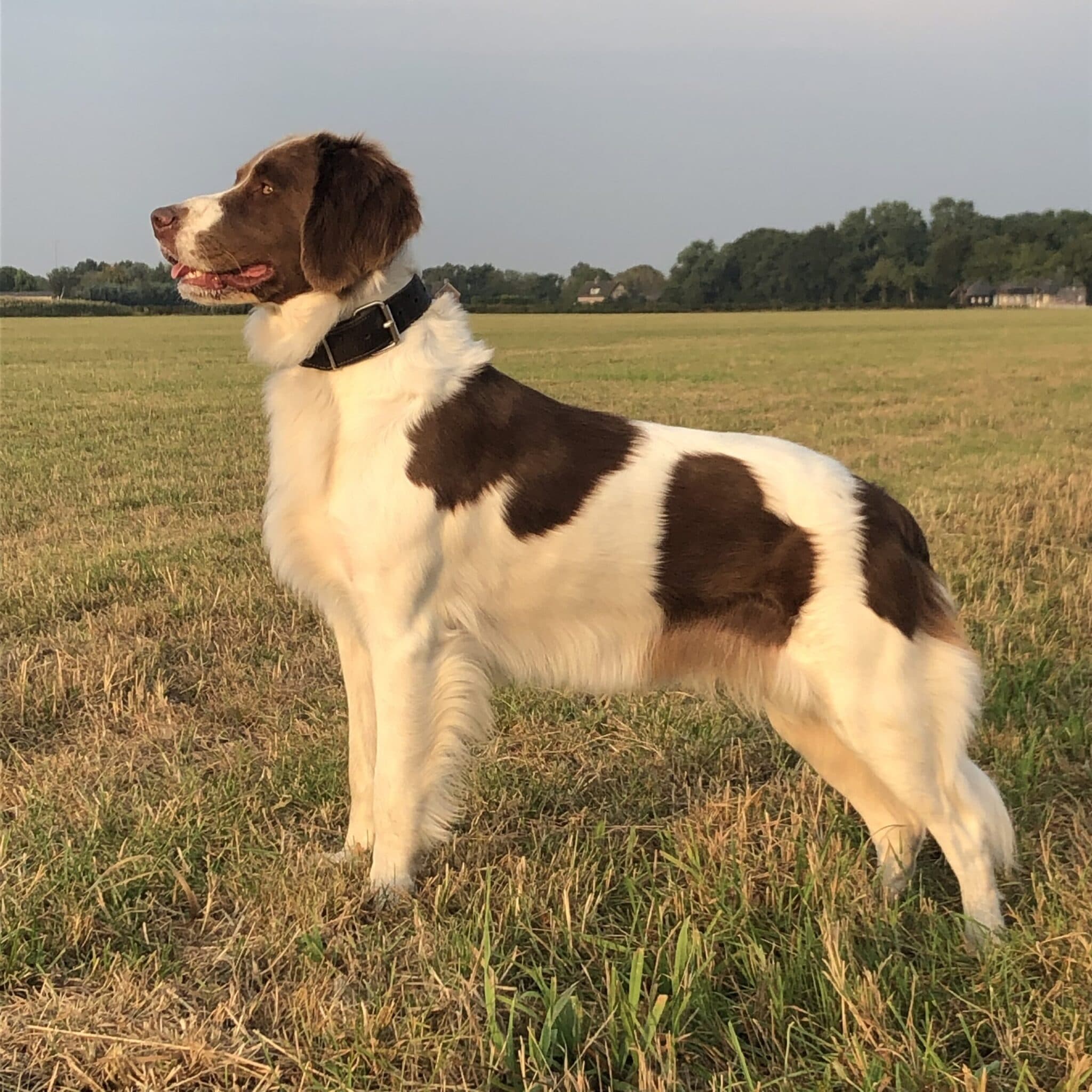 Wat is zo speciaal aan een Drent? - The Dog Pen - Hondenblog