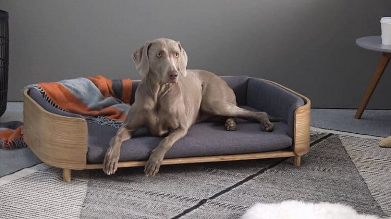 6x stijlvolle hondenmanden - The Dog Pen - Hondenblog