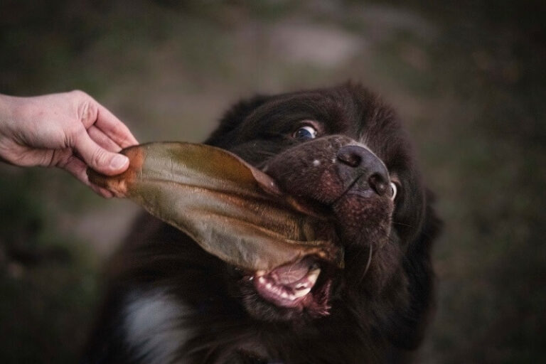 Riverwood Bite Box hondensnacks - The Dog Pen - Hondenblog