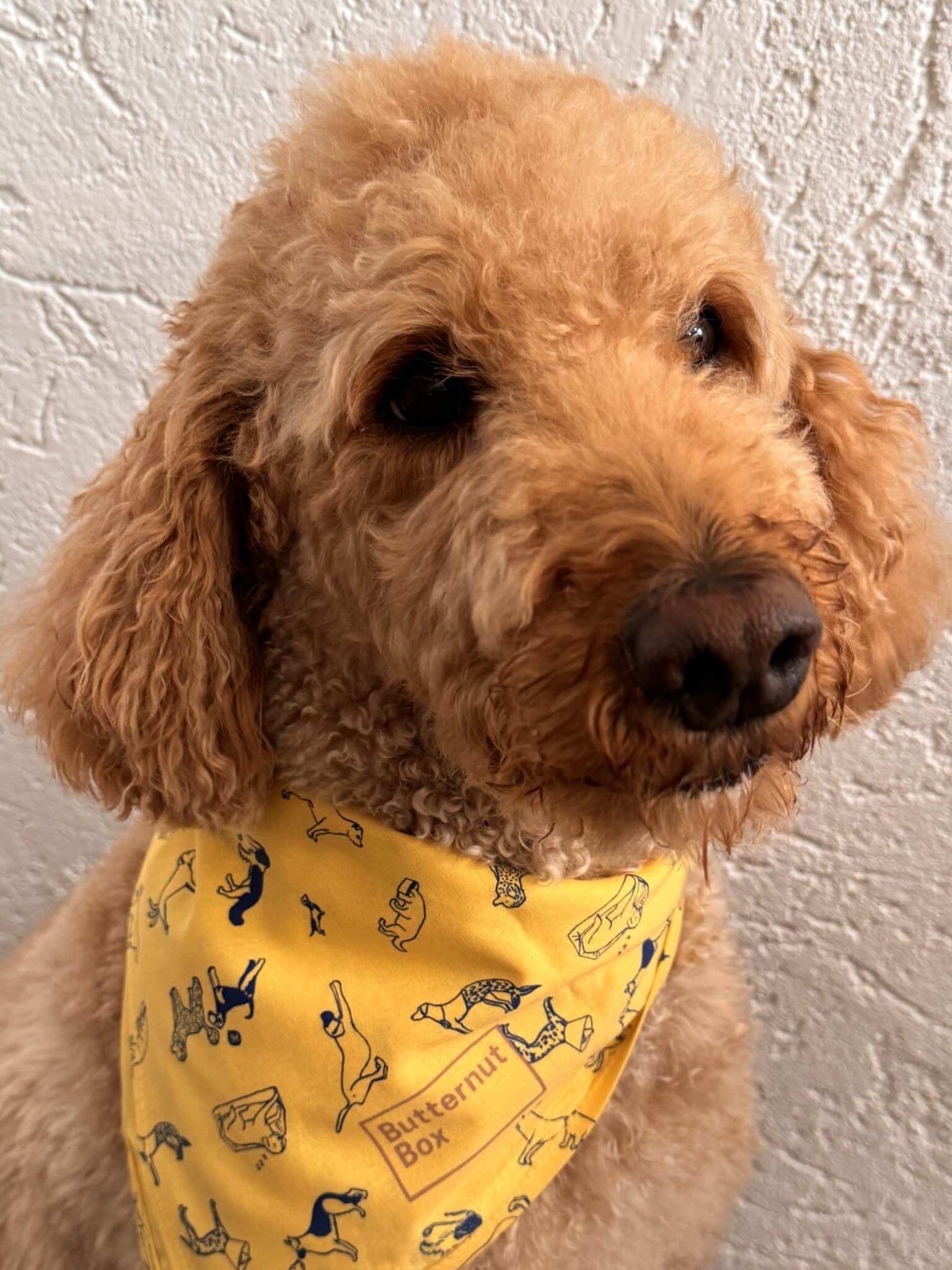 Productreview - Ik test de Butternut Box! - The Dog Pen